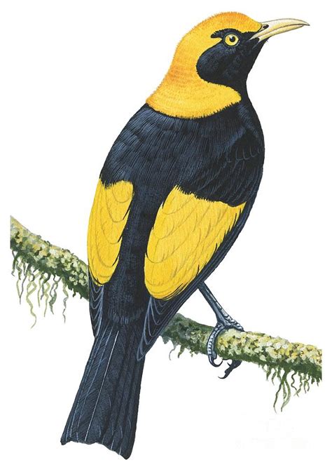 Bowerbird Drawing By Anonymous Pixels
