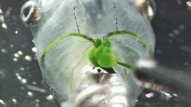 New Nutrient Profiling System Ranking Healthfulness Of Foods From First To Worst