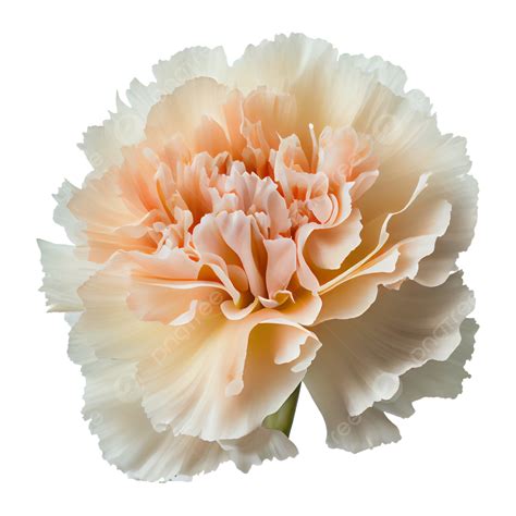 노란 카네이션 카네이션 핑크 옐로우 하나의 꽃 Png 일러스트 및 이미지 에 대한 무료 다운로드 Pngtree