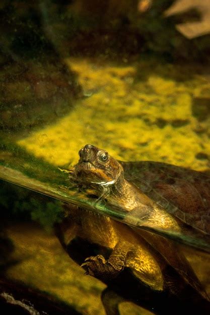 Premium Photo Alligator Snapping Turtle Macrochelys Temminckii