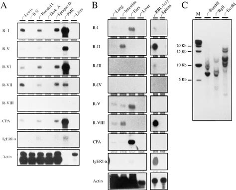Northern And Southern Blot Analysis A Northern Blot Analysis Of