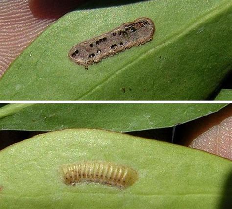 Glassy Winged Sharpshooter