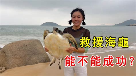 海龜被漁網纏繞妹子救援海龜在行動能不能成功呢Will the rescue of the sea turtle be successful 房車旅行 房車生活 旅行