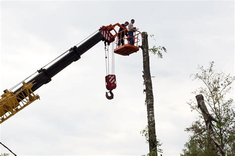 Felling Limbing And Crane Assisted Tree Removal In Johnson City