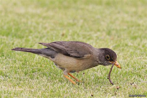 Aves De Argentina Zorzal Patagónico Turdus Falcklandii