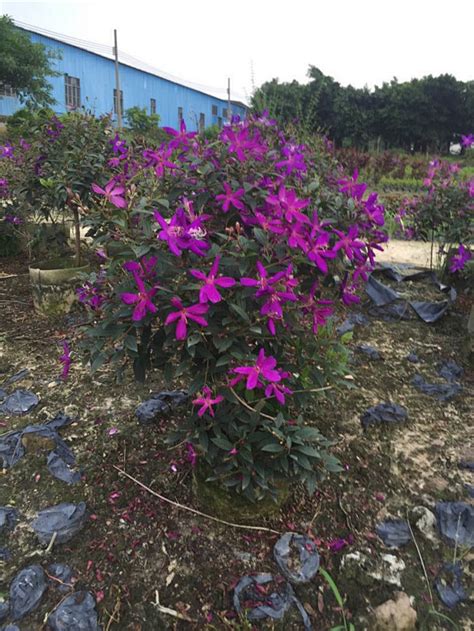 巴西野牡丹