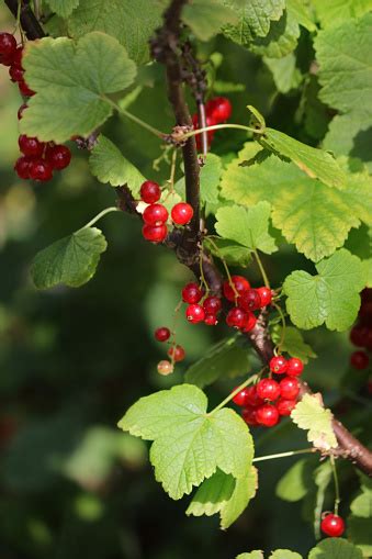 여름 과일 과 식물 원 예의 이미지 과일 Redcurrants 식물 줄기잎에서 매달려 잘 익은 빨간 열매의 무리와 햇빛에서 성장 요리에 대 한 구스베리구스 베리 가족에 관련