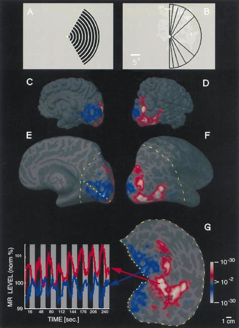 Unilateral Stimuli Used In These Experiments A And B And The Download Scientific Diagram