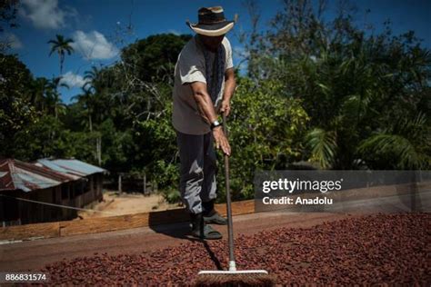Cocoa Fermentation Photos And Premium High Res Pictures Getty Images