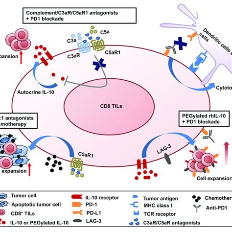 pdf the complement receptors c3ar and c5ar are a new class of immune