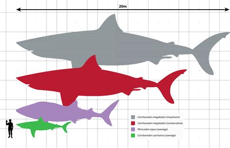 Whale Sharks