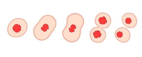 Chromosomes Genetic Variation And Mutations Flashcards Quizlet