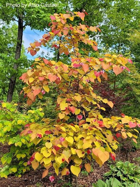 Buy Cercis Canadensis Nc2016 2 Flame Thrower® Redbud Tree — Mr Maple