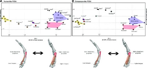 Plots Of The Principal Component Analyses Based On Three Torque Download Scientific Diagram