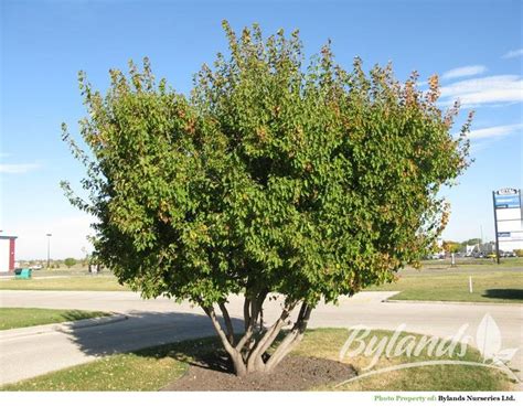 42 Best Trees With Multiple Trunks Images On Pinterest Flowering Trees Crepe Myrtle