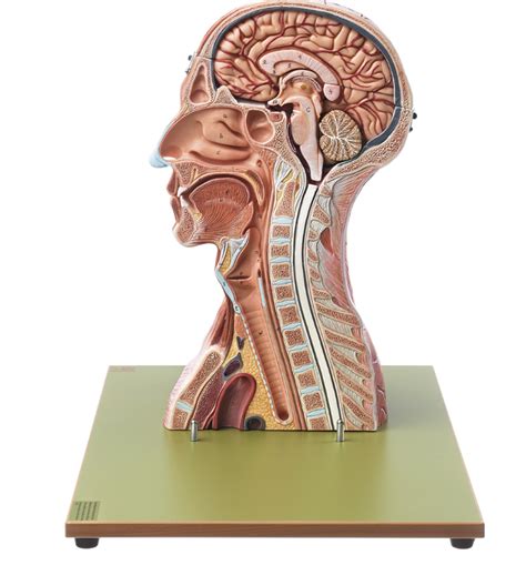 Somso Head And Neck Anatomical Model