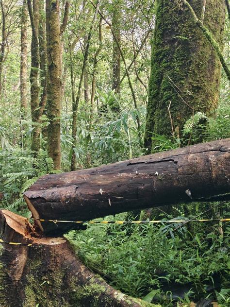 Large Tree Trunk Fell Due To Rot Stock Image Image Of West Gede