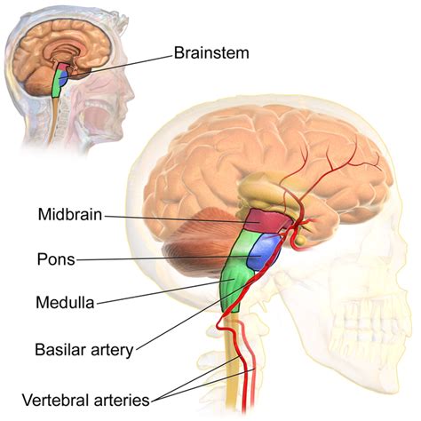 Basilar Artery Wikipedia
