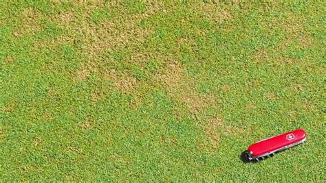 Research Offers Options For Pythium Root Rot Control News Turfnet