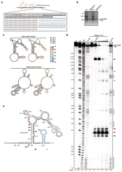 Spacer Prioritization In Crispr Cas9 Immunity Is Enabled By The Leader