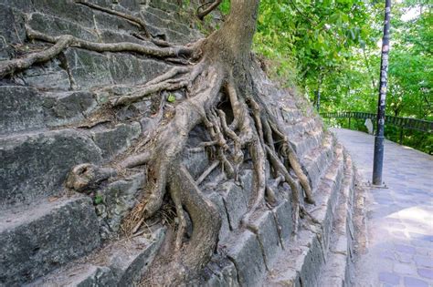 The Power Of Nature The Roots Of A Tree Growing From Stone Steps Stock Image Image Of Gray