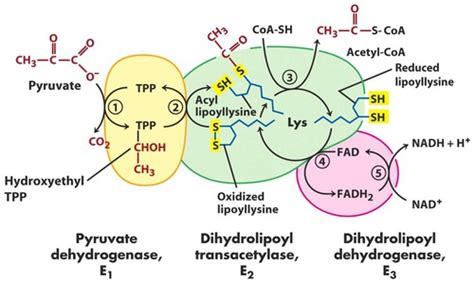 DMU Biochem Acetyl CoA And TCA Cycle Flashcards Quizlet