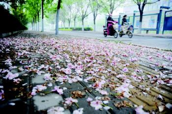 打花图 雨打花图片 打花图片 大山谷图库