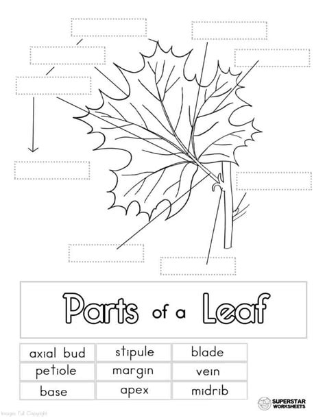 Leaf Identification Worksheets
