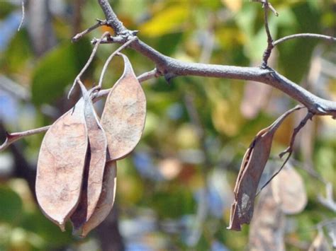 Lazy Kruger Swop And Stay