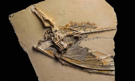 A 90 Million Year Old Pterosaur Fossil With 3 5 Meter Wings Found In Japan