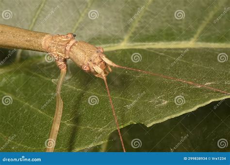 Phasmatodea Walkingstick Insect Eating Green Leaf Extreme Closeup