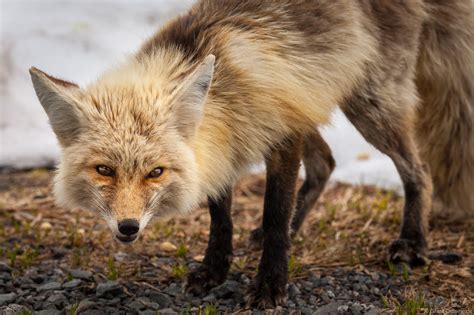 Cascade Fox Mt Rainer National Park Washington Grant Ordelheide