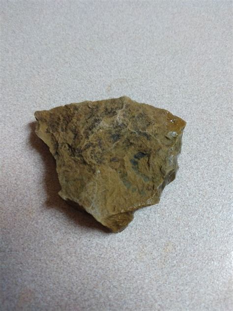 Northeastern Oklahoma Fossils Fossil Id The Fossil Forum