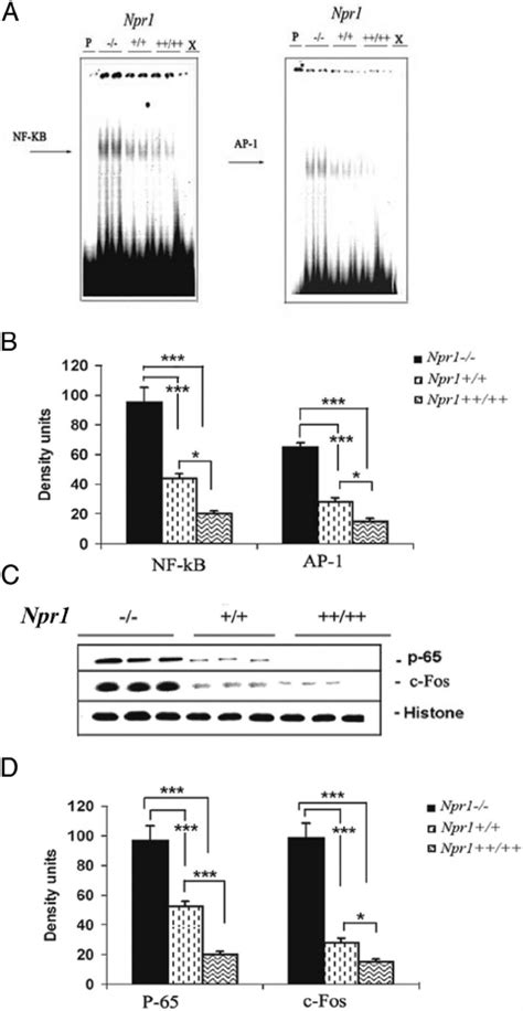 Nf ␬ B And Ap 1 Binding Activity In Adult Npr1 Ϫ Ϫ Npr1 ϩ ϩ