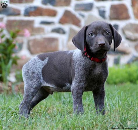 Anyone Have A German Shorthaired Pointer