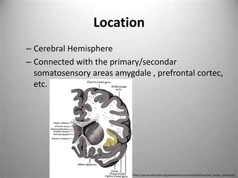 Insular Cortex W Pics Ppt Insular Cortex W Pics Ppt