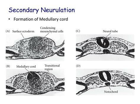 Ppt Ectoderm Fate Powerpoint Presentation Free Download Id 2433118