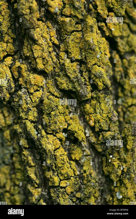 Tree Bark Covered In Moss Stock Photo Alamy
