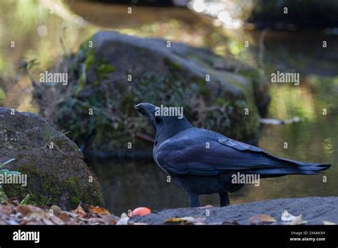 A Large Billed Crow Corvus Macrorhynchos Japonensis Drinking From A