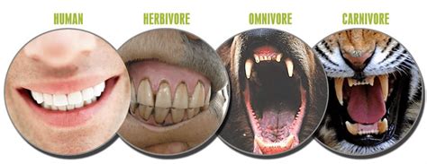 Omnivore Definition And Examples Biology Online Dictionary