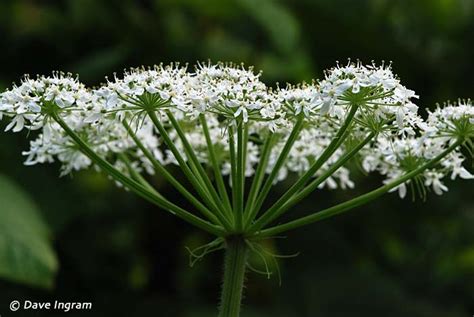 Cow Parsnip Caution