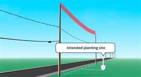 Tree Planting And Power Lines