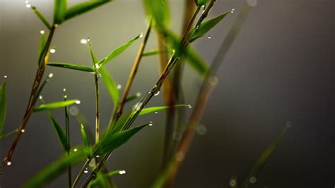 草露 植物微距高清壁纸预览 10wallpaper