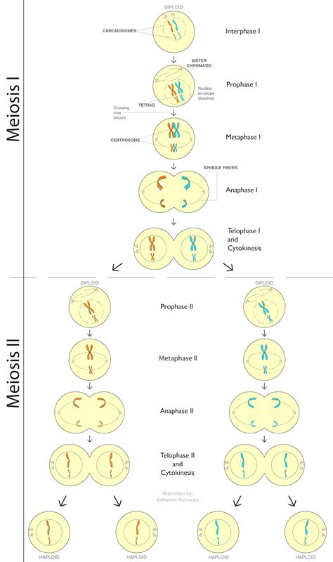 Fertilization Chromosomes