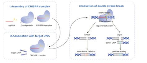 Synthetic Sgrna Custoscan