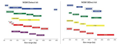 Combining Dna And Archeological Data To Better Identify Human Remains