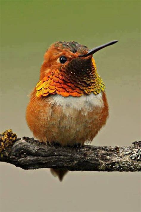 Article World Golden Hummingbird