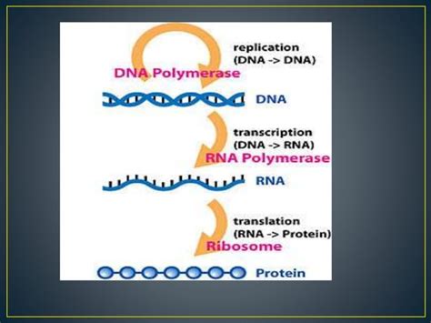 Selection And Screening Of Recombinant Cells And Expression Of Recombinant
