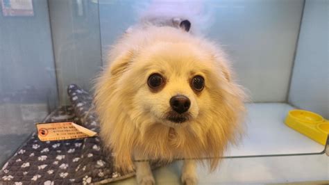 장모치와와 포메라니안 믹스 둥이 미니비숑프리제성격 토이푸들성격 골든리트리버성격 래브라도리트리버성격 닥스훈트성격 도베르만성격 말티치성격 말티폼성격 보더콜리성격 프렌치불독성격