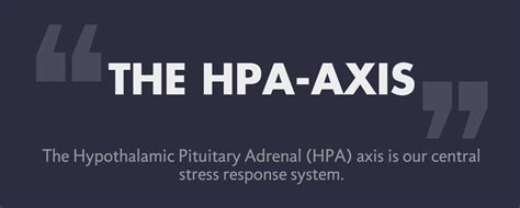 The HPA Axis And Stress Hypothalamus Pituitary Adrenal Axis Flow State